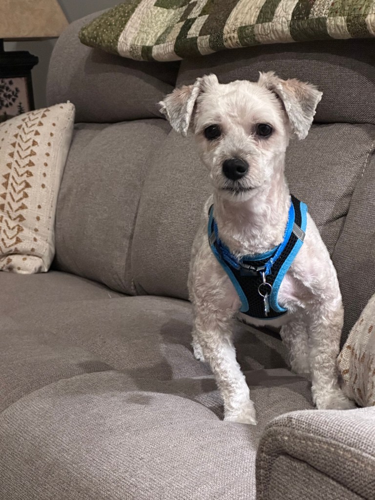 Finn – Making Scrap Quilts from Stash